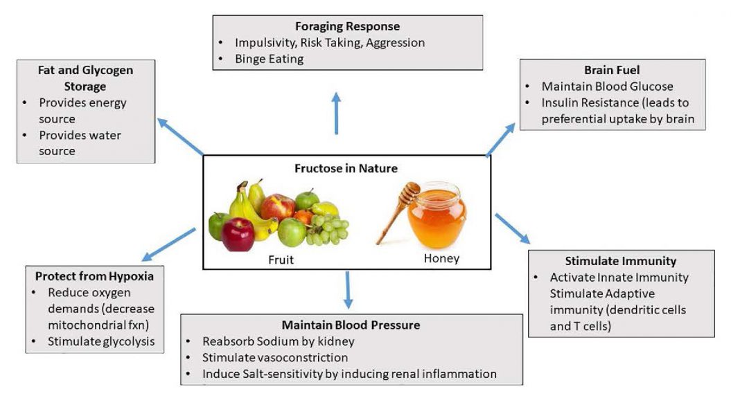Sugar and its Effects – A Survival Switch that is Driving Most of our ...